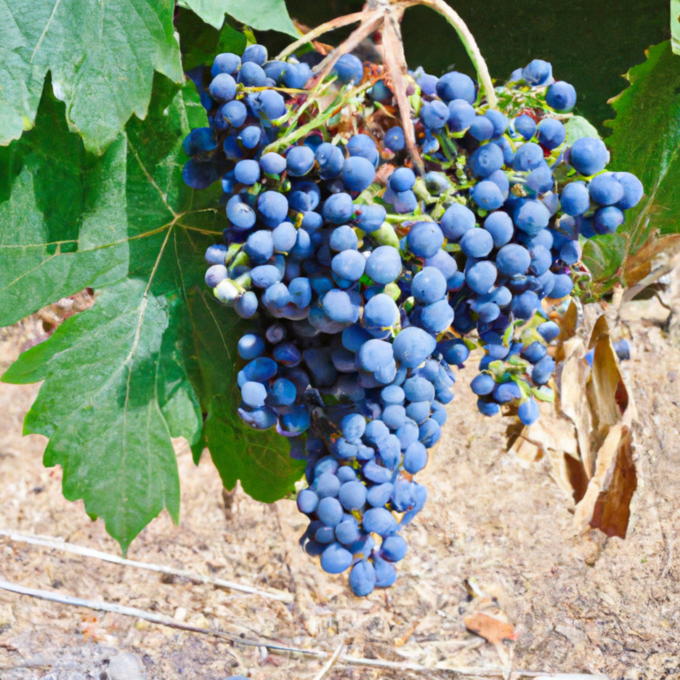 Fermentation - The Key Process in Wine Making - winelexicon.com